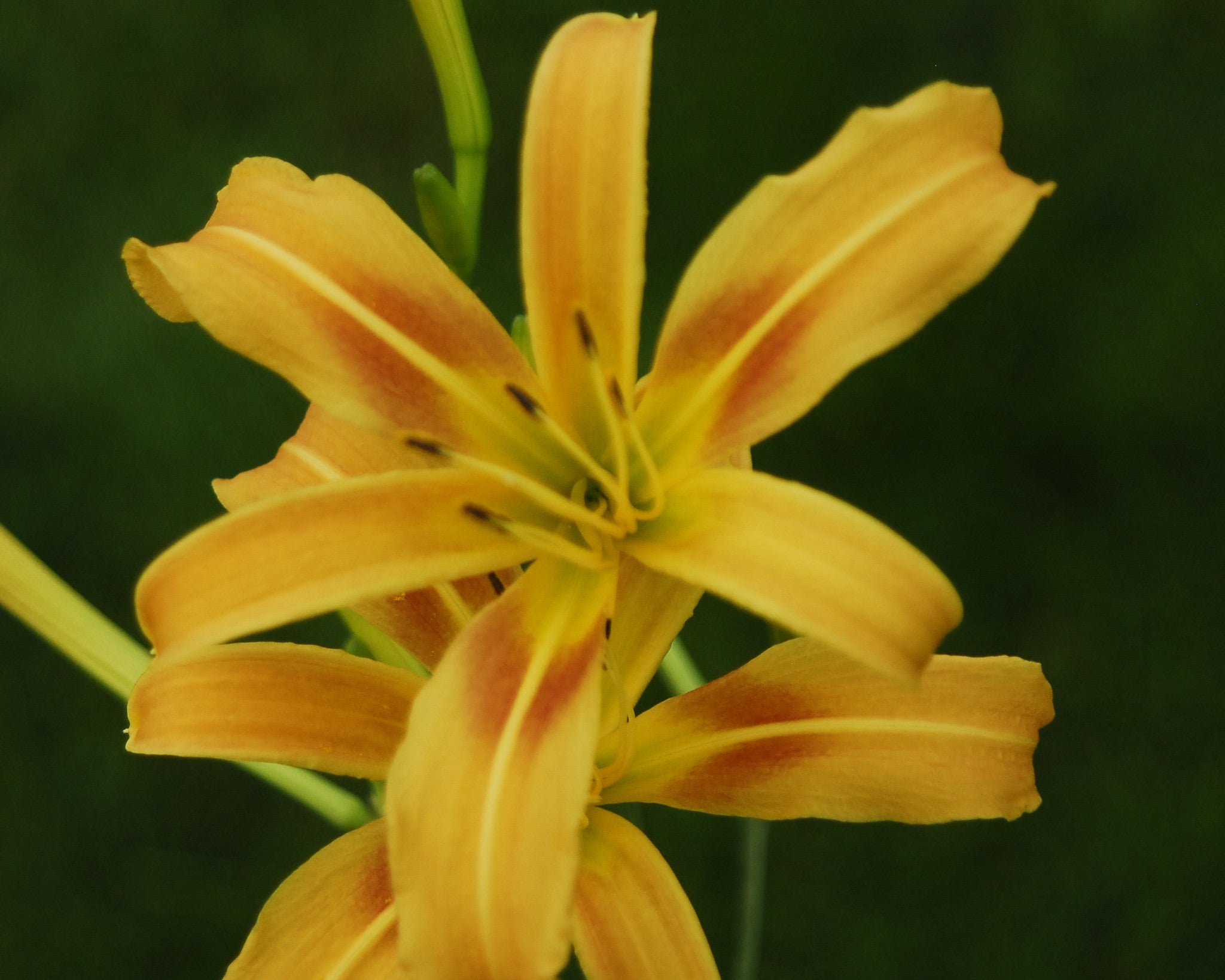 Hemerocallis Autumn Minaret