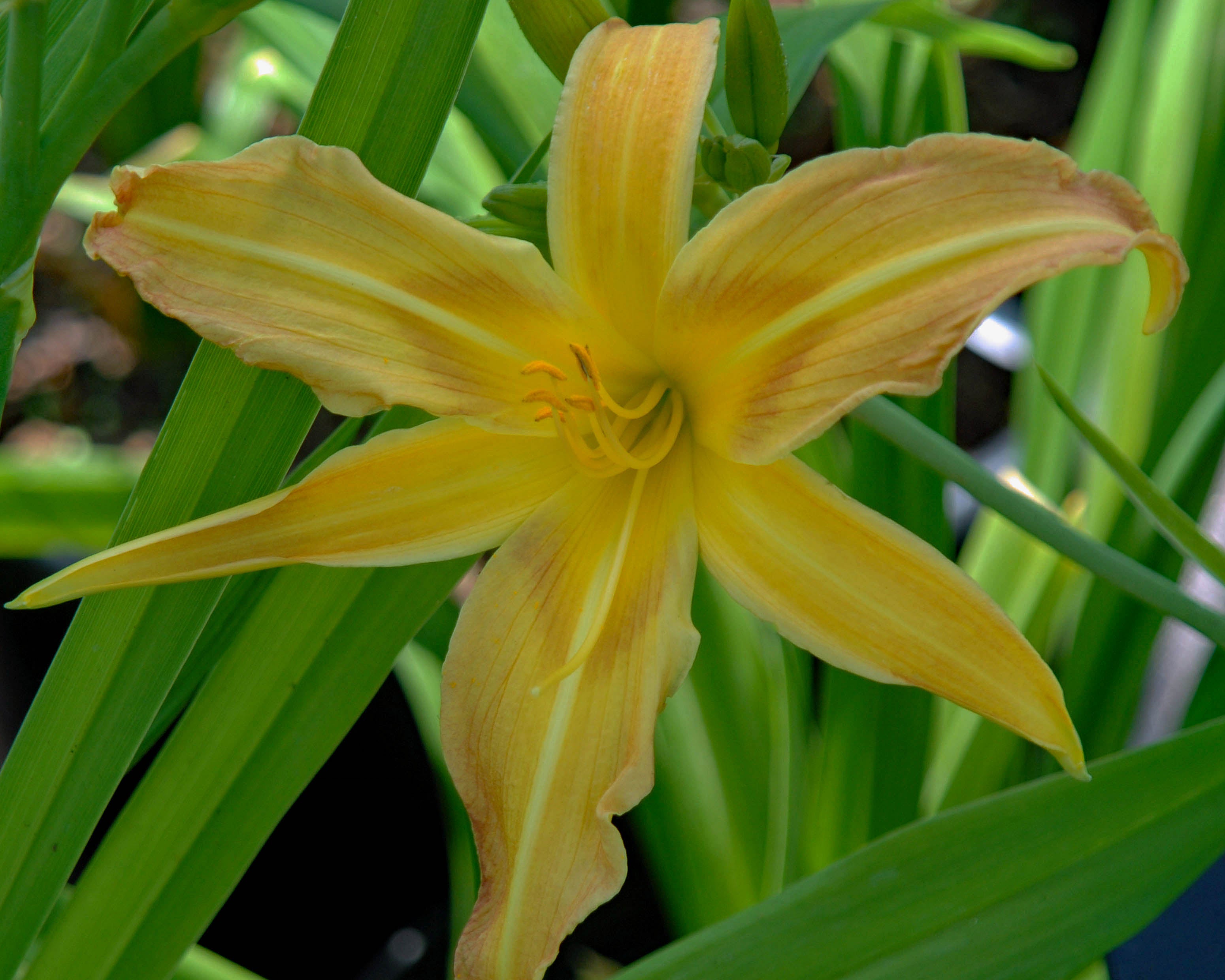 Hemeorcallis Exotic Star